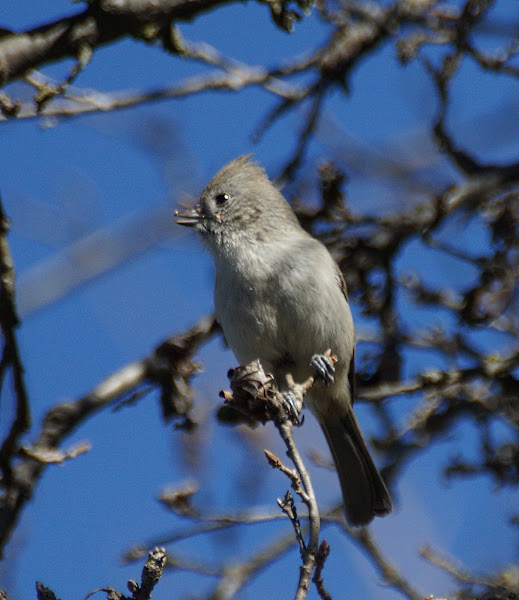 Oak Titmouse | Project Noah