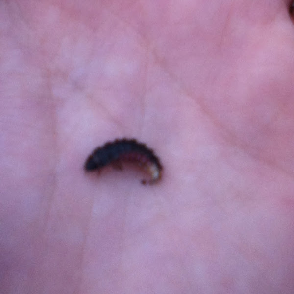 Firefly larvae | Project Noah