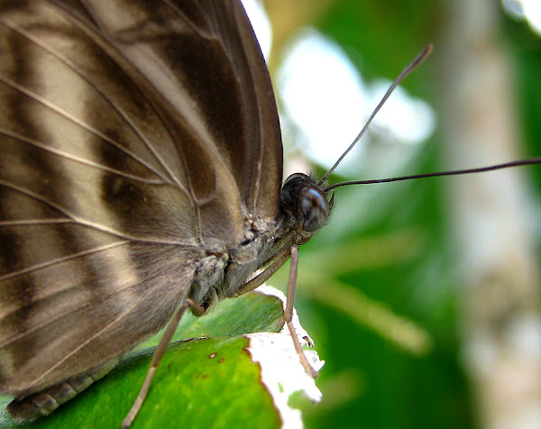 Dingy Sailor | Project Noah