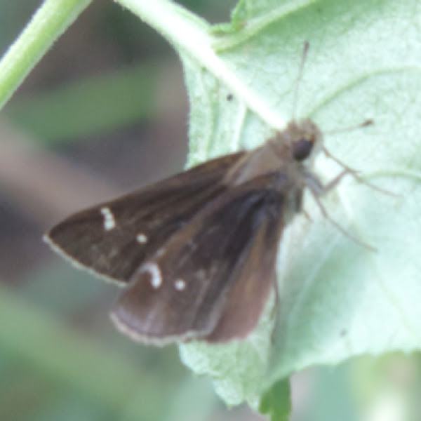 Clouded Skipper | Project Noah