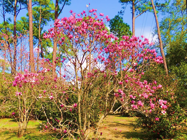 Pink tulip tree | Project Noah