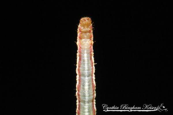 Common Eupithecia | Project Noah