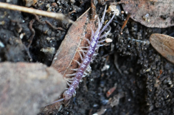 stone centipede | Project Noah