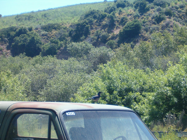 Island Scrub-Jay | Project Noah