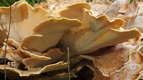 Giant polypore | Project Noah