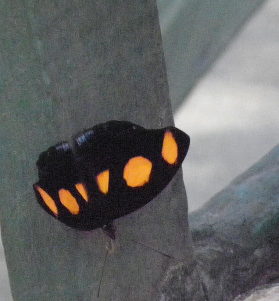 Blue spotted banner | Project Noah