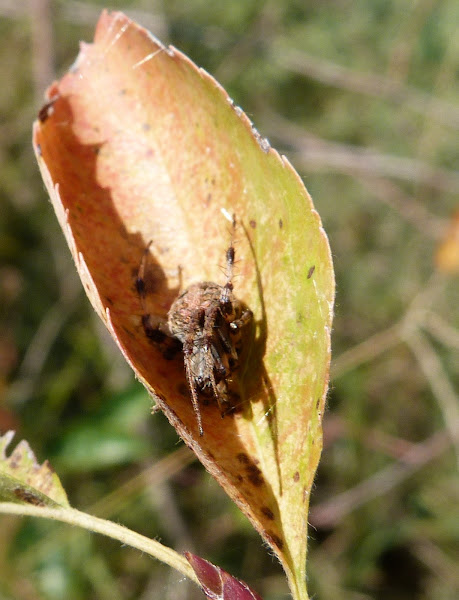 Arabesque orb-weaver | Project Noah