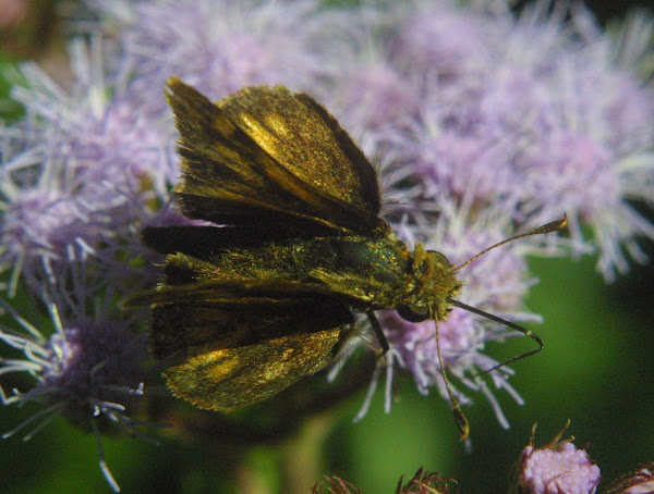 Pecks Skipper | Project Noah