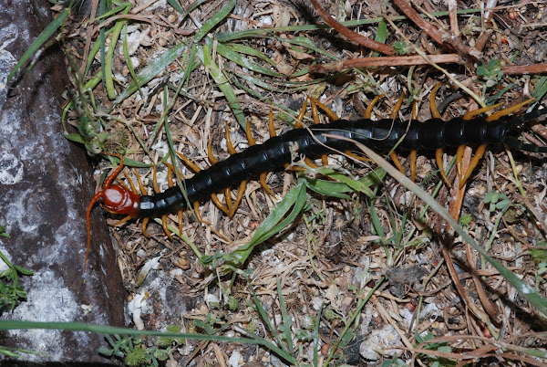 Red-headed centipede | Project Noah