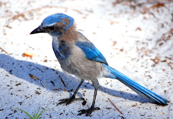 Florida Scrub-Jay | Project Noah