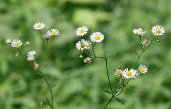 Hairy Aster | Project Noah