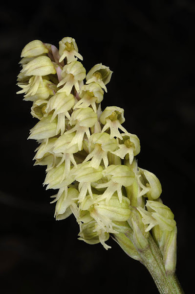 Dense-flowered Orchid | Project Noah