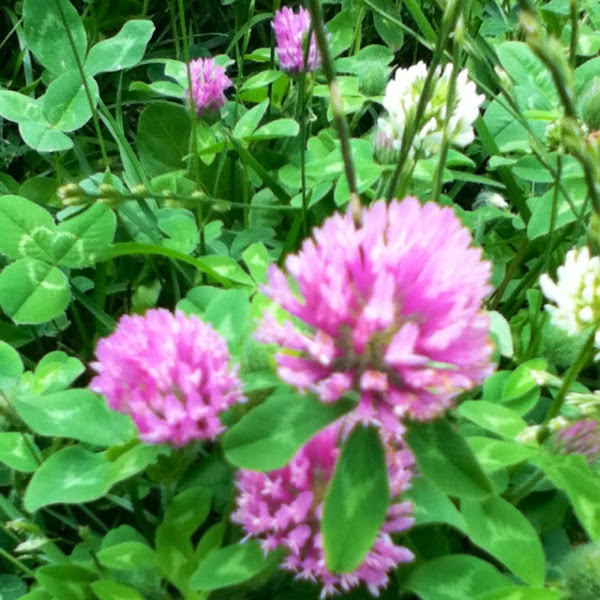 Red clover | Project Noah
