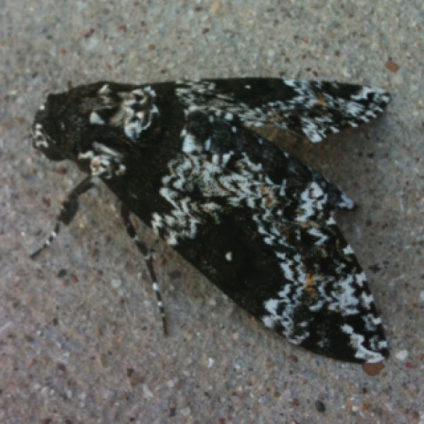 Rustic Sphinx | Project Noah