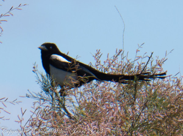 Magpie; Urraca | Project Noah