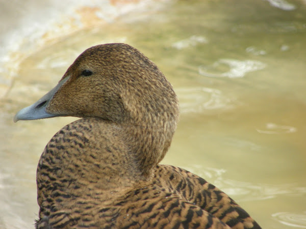 Common Eider | Project Noah