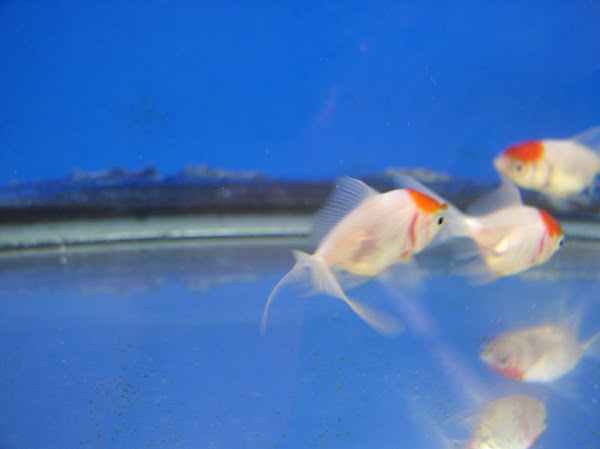 Redcap Orande | Project Noah