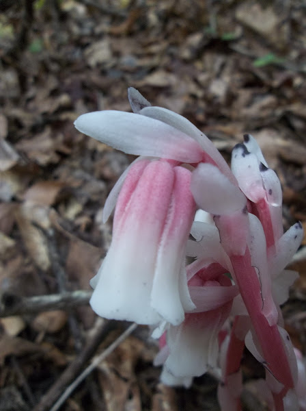 Red Indian Pipe | Project Noah