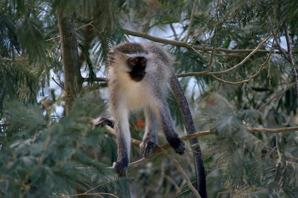 Vervet Monkey | Project Noah