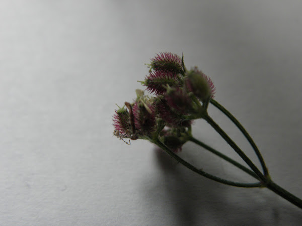 unknown plant | Project Noah