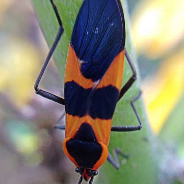 Milkweed Bug | Project Noah