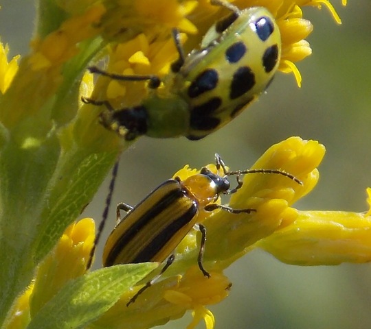 Striped Cucumber Beetle | Project Noah