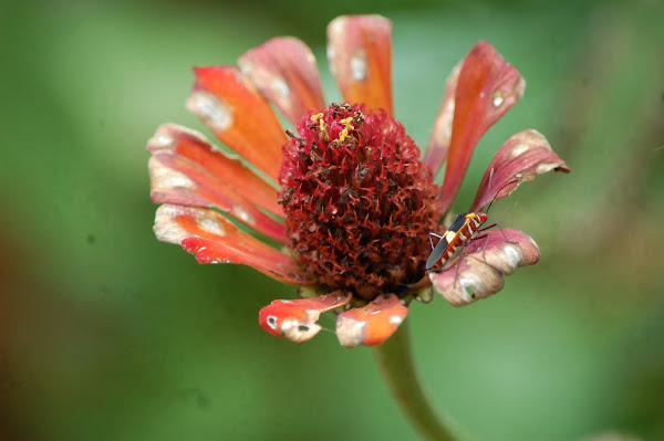 Coreid bug | Project Noah