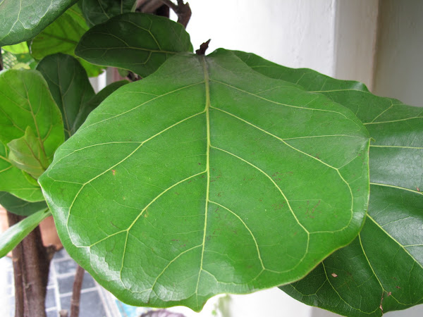 Fiddle-leaf Fig | Project Noah