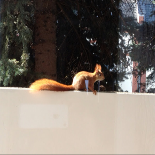 Red squirrel | Project Noah