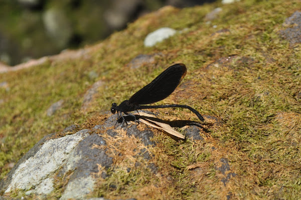 River Dragonfly | Project Noah