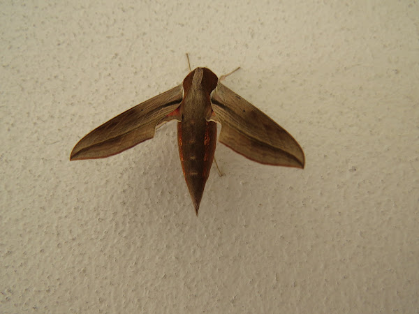 Vine Hawk Moth | Project Noah