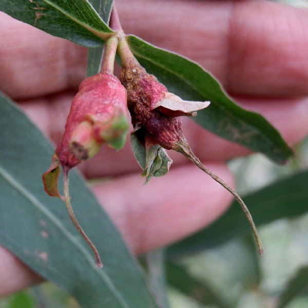 Leaf-bud gall | Project Noah
