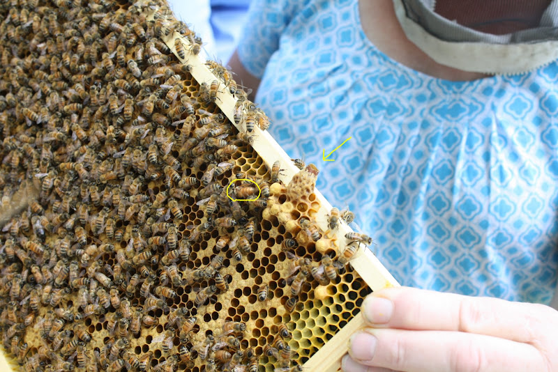 Queen cells where the queen has emerged | Beesource Beekeeping Forums