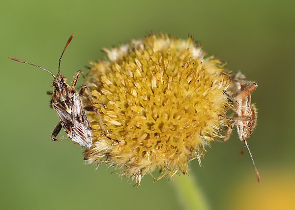 Flower Assassin bug | Project Noah