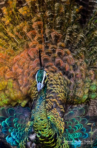 The Green Peafowl | Project Noah