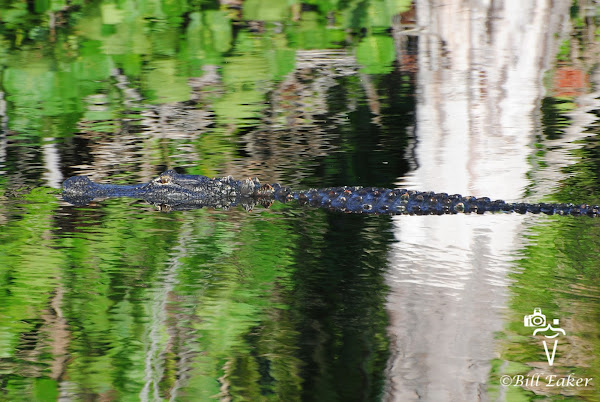 American Alligator | Project Noah