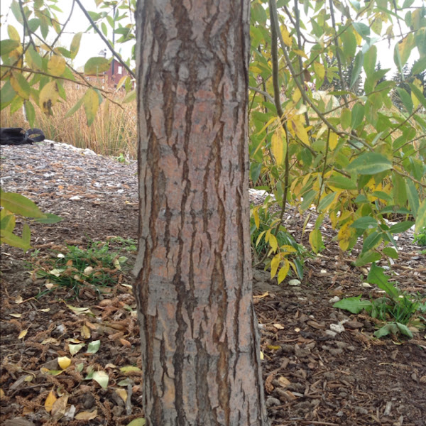 Laurel-Leaf Willow | Project Noah