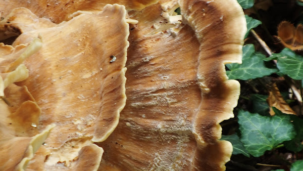 Giant polypore | Project Noah