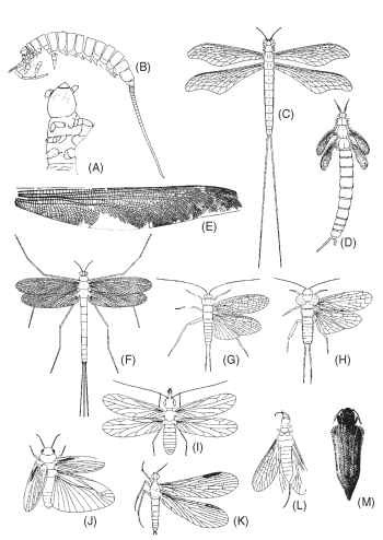 Paleozoic Era Insects