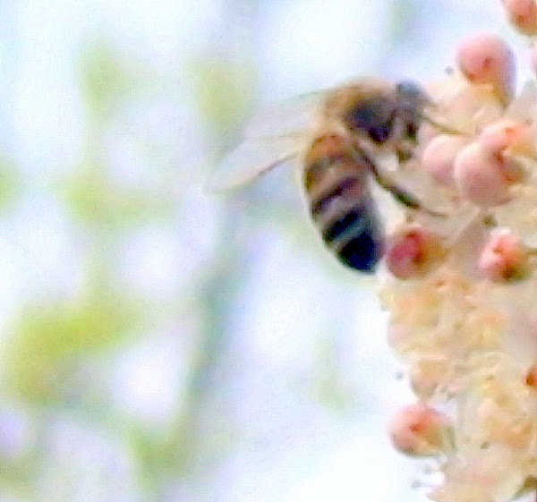 Western Honey Bee | Project Noah