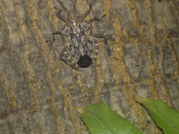 Bark Stink Bug | Project Noah