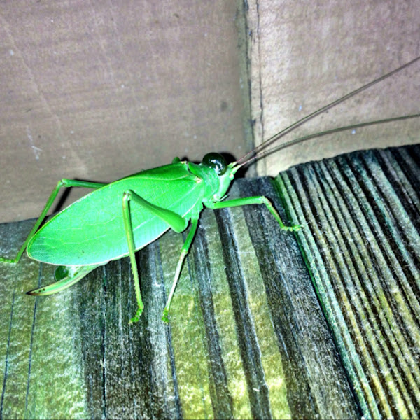 True Katydid | Project Noah