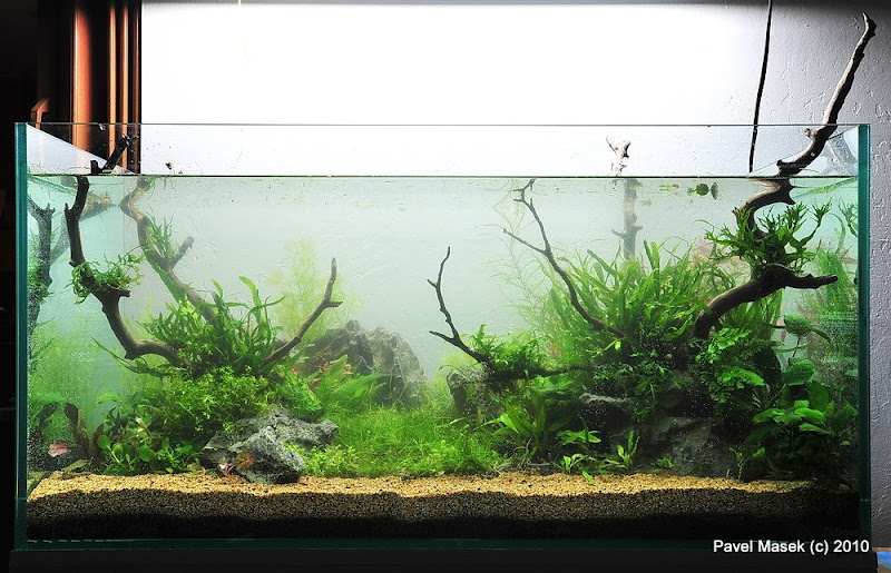 The land of hidden fish - Do!Aqua 90p | Aquatic Plant Forum