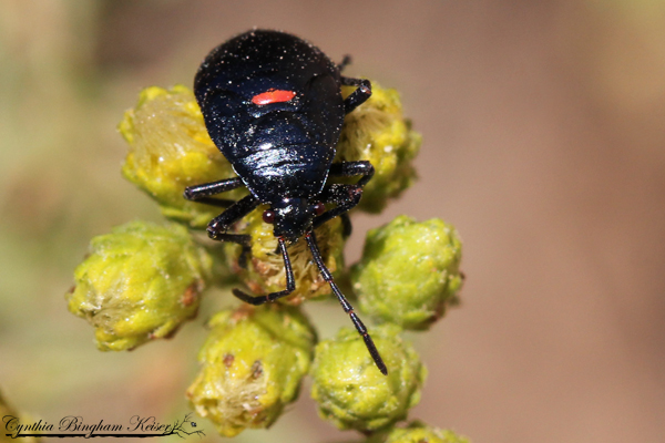 Bordered Plant Bug nymph | Project Noah