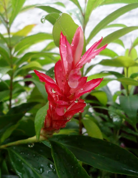 Ginger Rojo | Project Noah