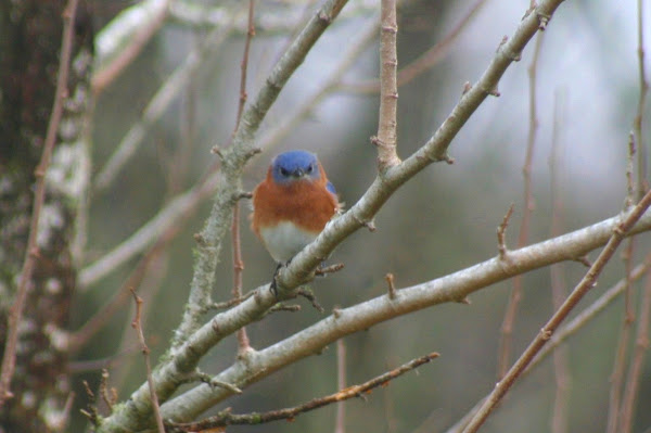 Eastern Bluebird | Project Noah