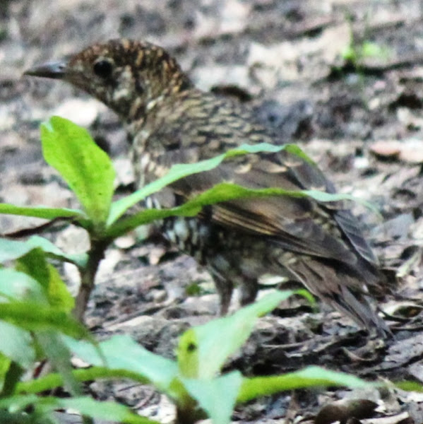 Ground Thrush | Project Noah