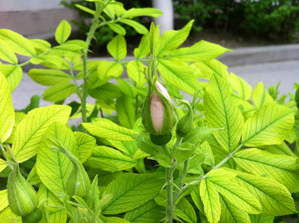 Rose Shrub: White | Project Noah