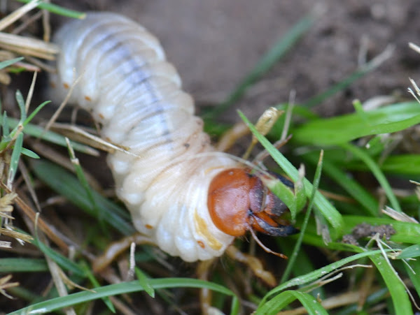 Rhinoceros beetle larvae | Project Noah