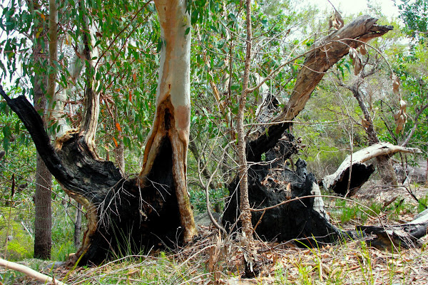 Australian Gum Tree | Project Noah